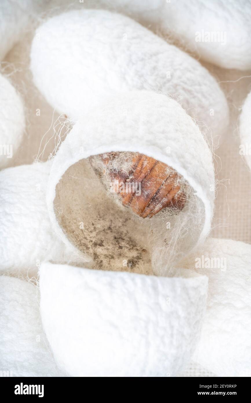 white silkworm cocoons shells, source of silk fabric as a background ...