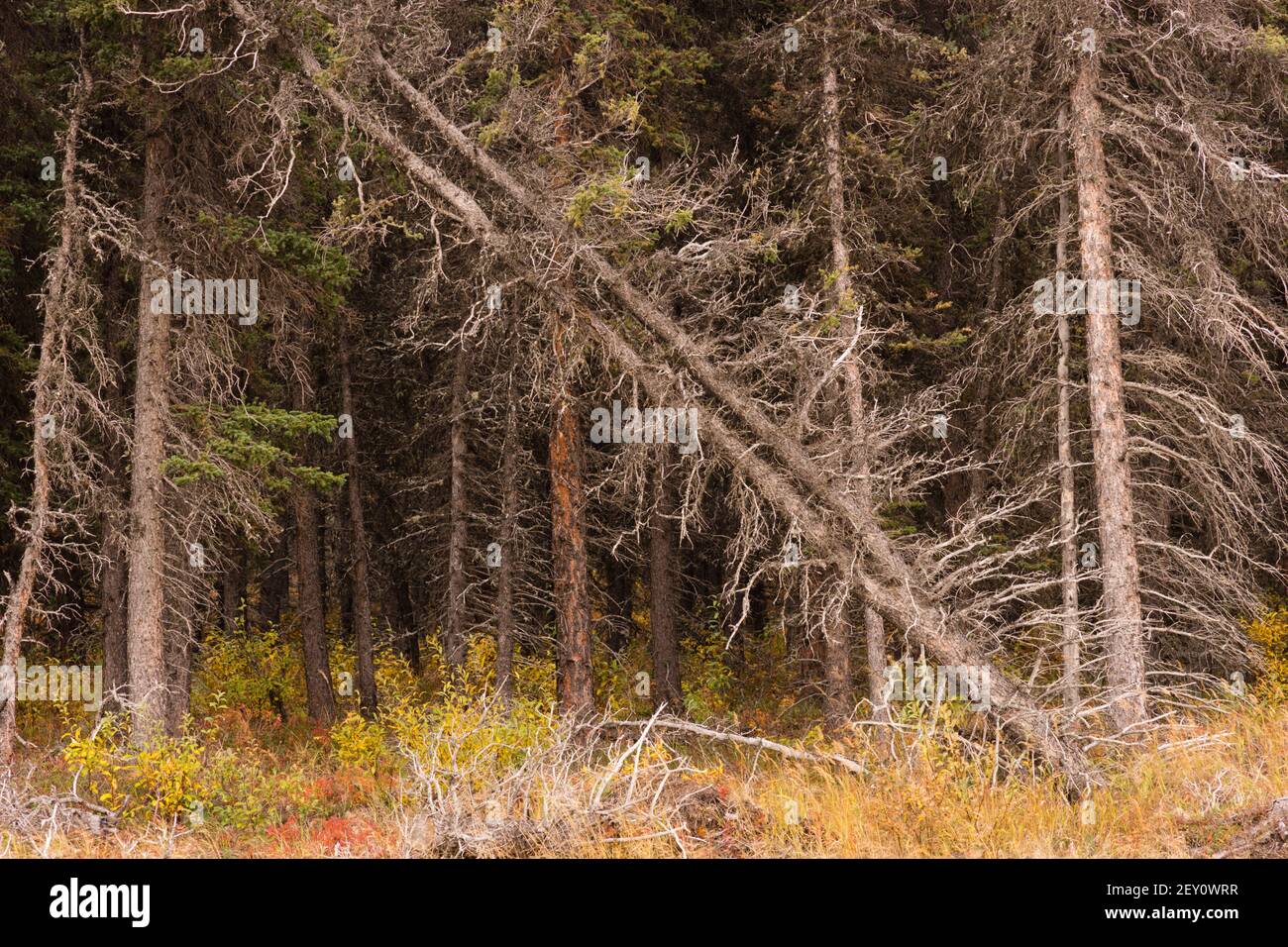 Dead Trees Fall Over Natural Forest Regenertation Stock Photo - Alamy