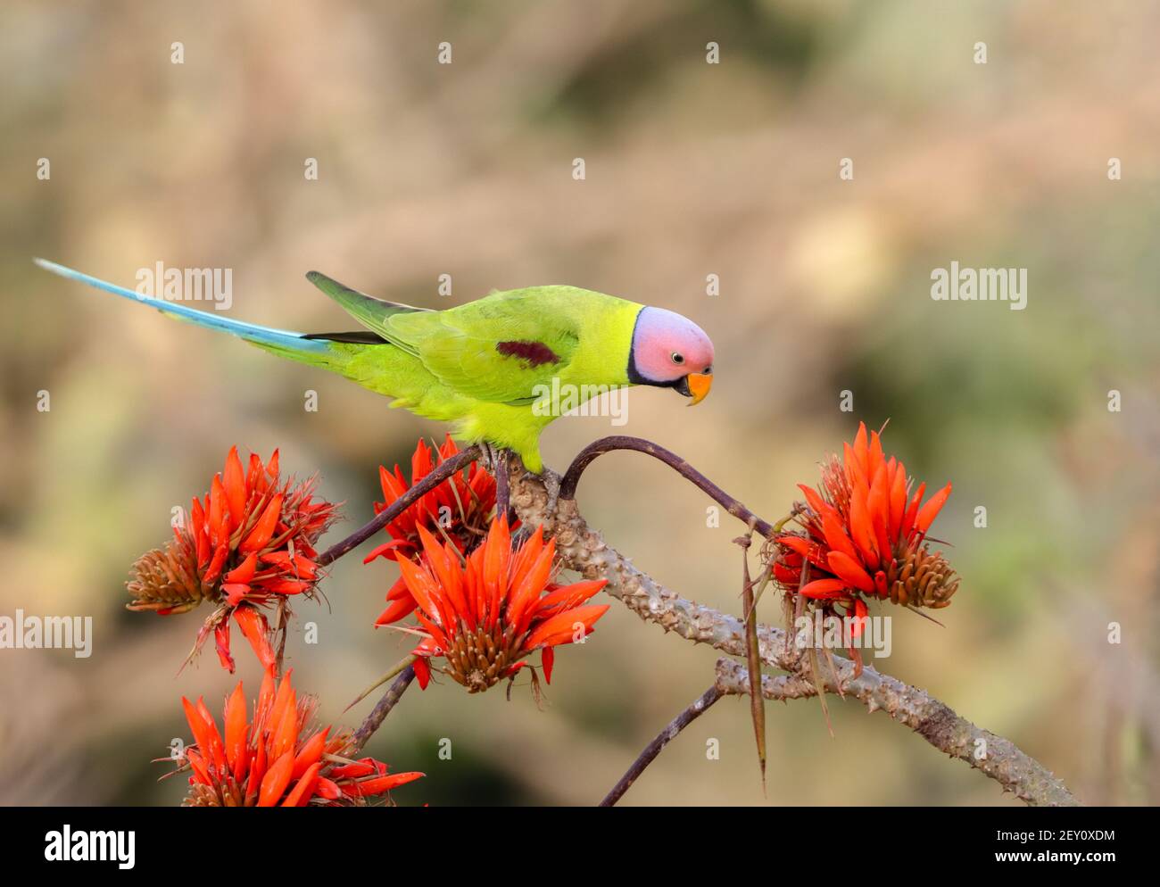 Nepal plum headed parakeet hi-res stock photography and images - Alamy