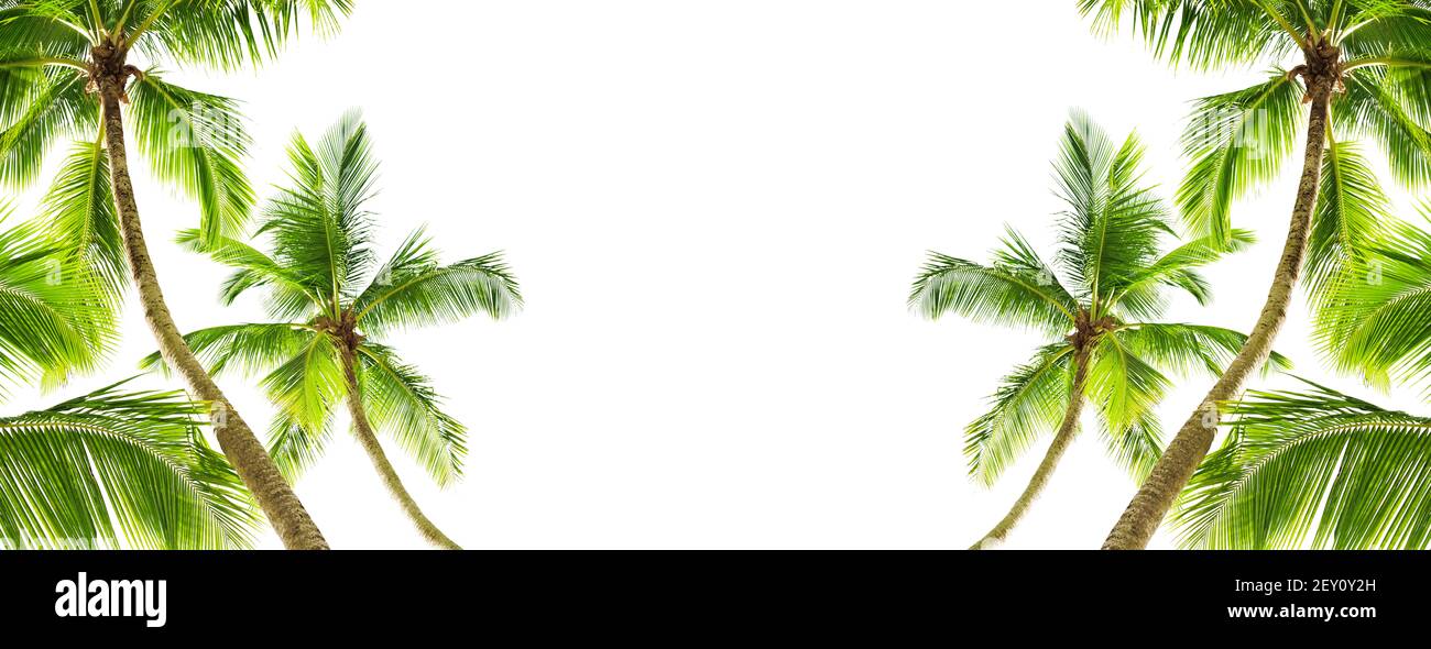 Green palm leaves white background isolated closeup, palm leaf corner ...