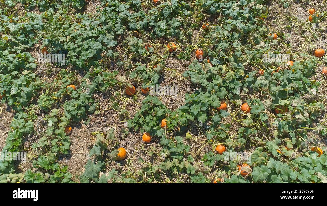 Pumpkin fields autumn blue sky hi-res stock photography and images - Alamy