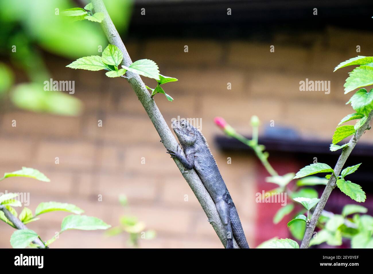 Brown lizard,tree lizard, details of lizard skin stick on the tree with ...