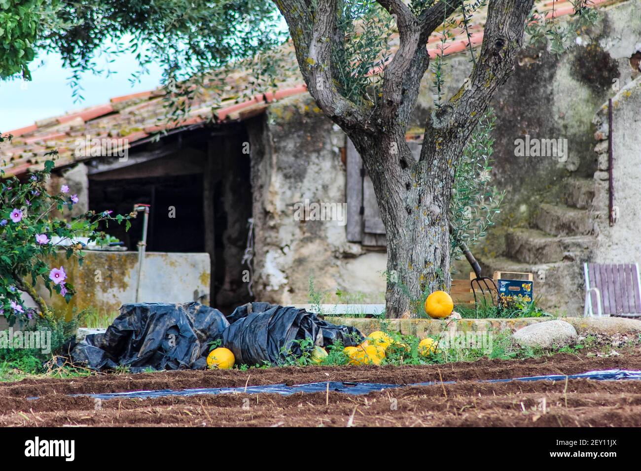 old mediterranean farm house with olive tree and pumpkin Stock Photo ...