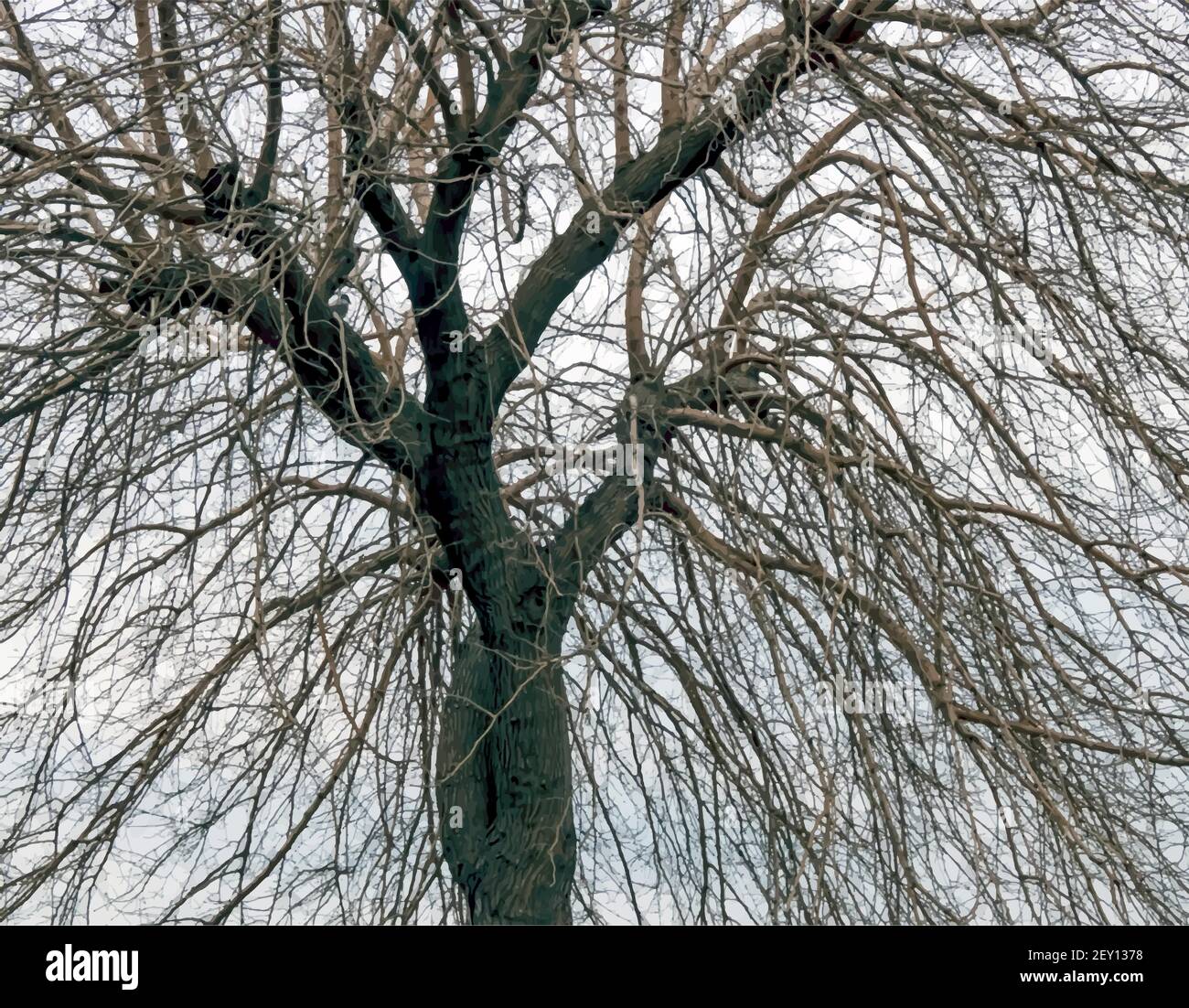 Dead Deciduous Trees Stock Vector Images - Alamy