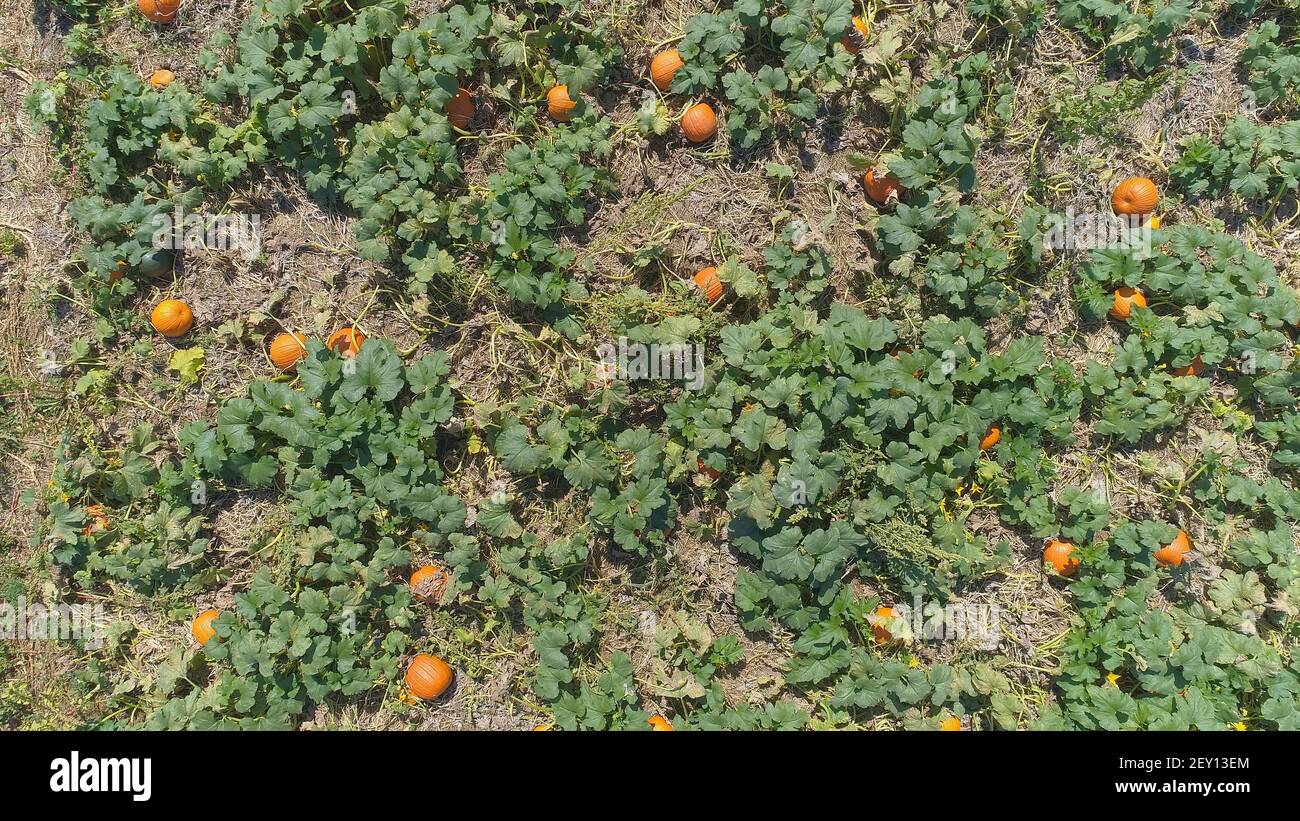 Pumpkin fields autumn blue sky hi-res stock photography and images - Alamy