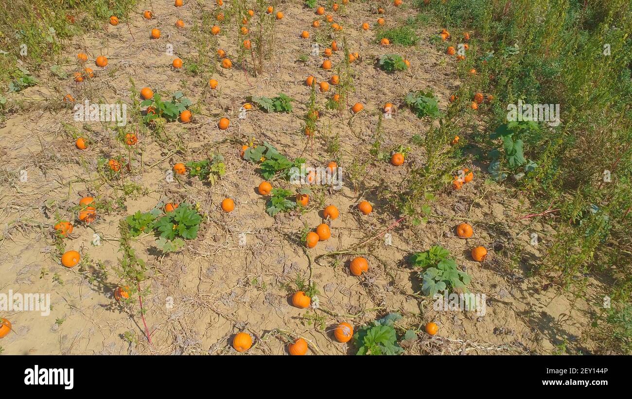 Pumpkin fields autumn blue sky hi-res stock photography and images - Alamy