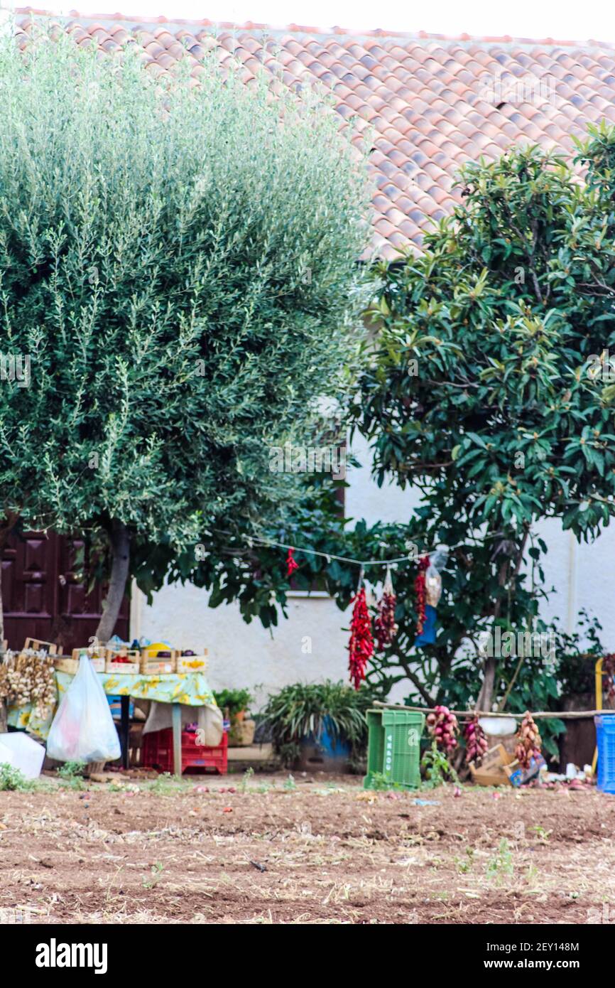 old mediterranean farm house with olive tree Stock Photo - Alamy