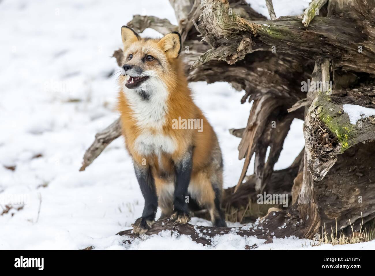 One spotted fox hi-res stock photography and images - Alamy
