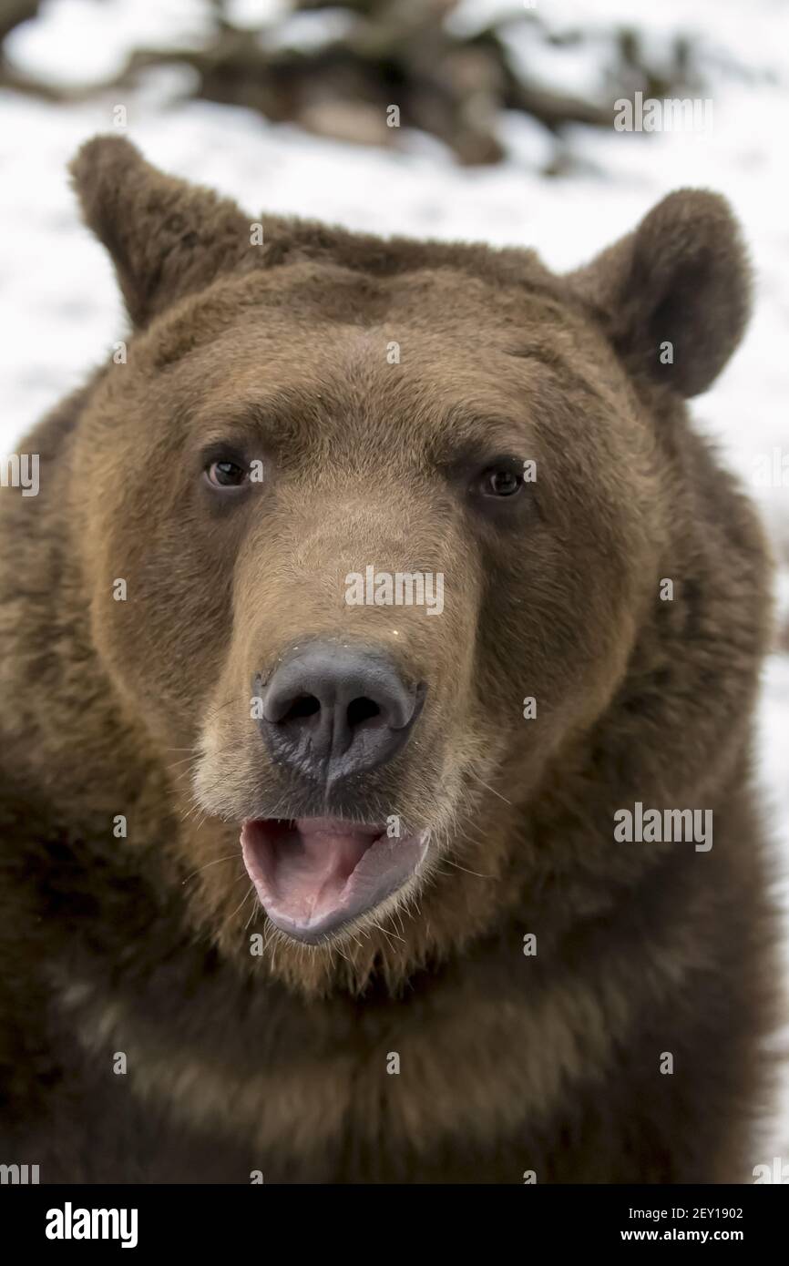 North American Ninja Bear Stock Photo - Alamy