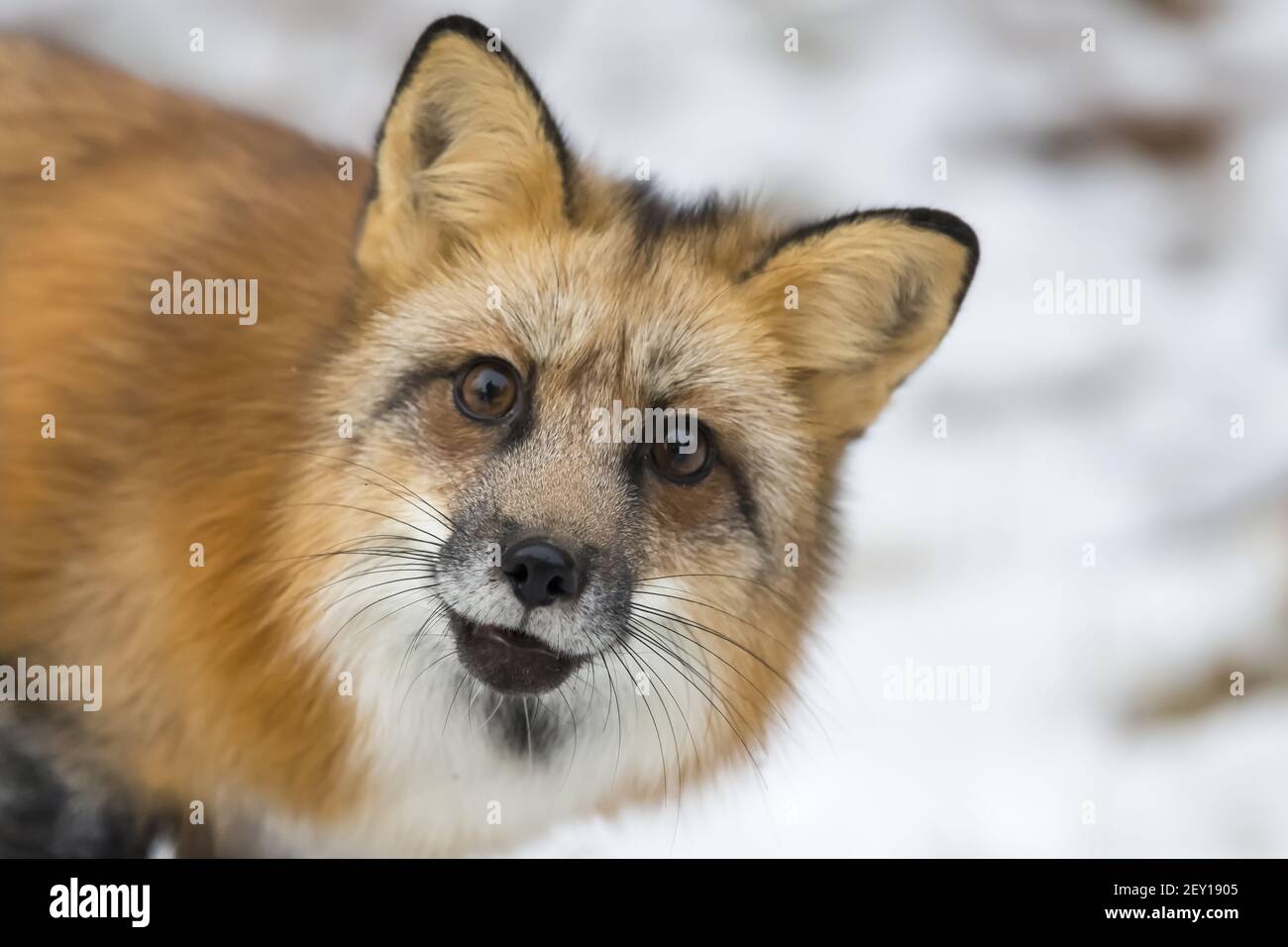 One spotted fox hi-res stock photography and images - Alamy