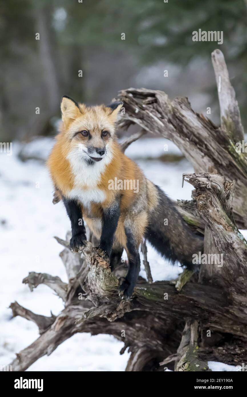 One spotted fox hi-res stock photography and images - Alamy