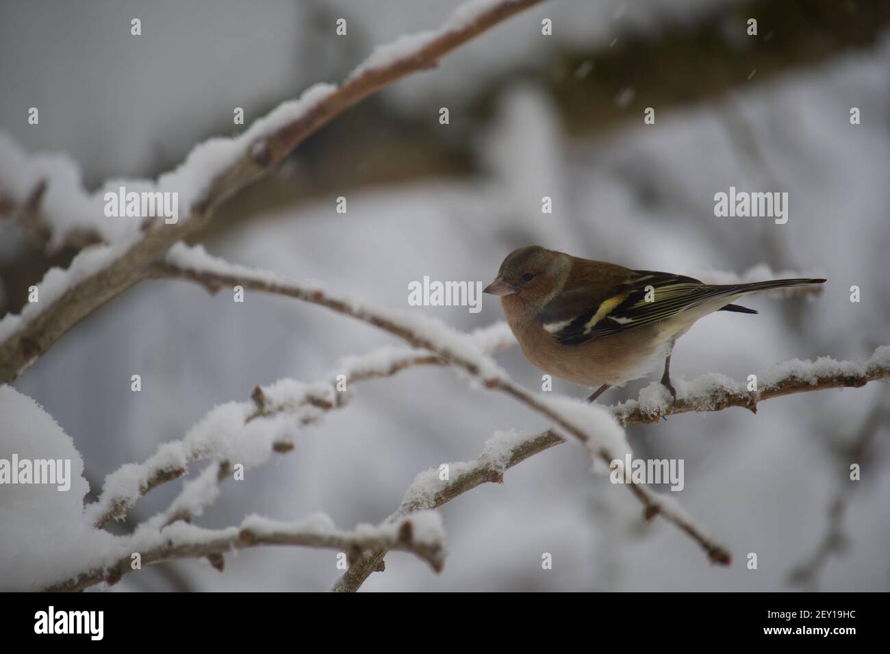 Chiffinch hi-res stock photography and images - Alamy