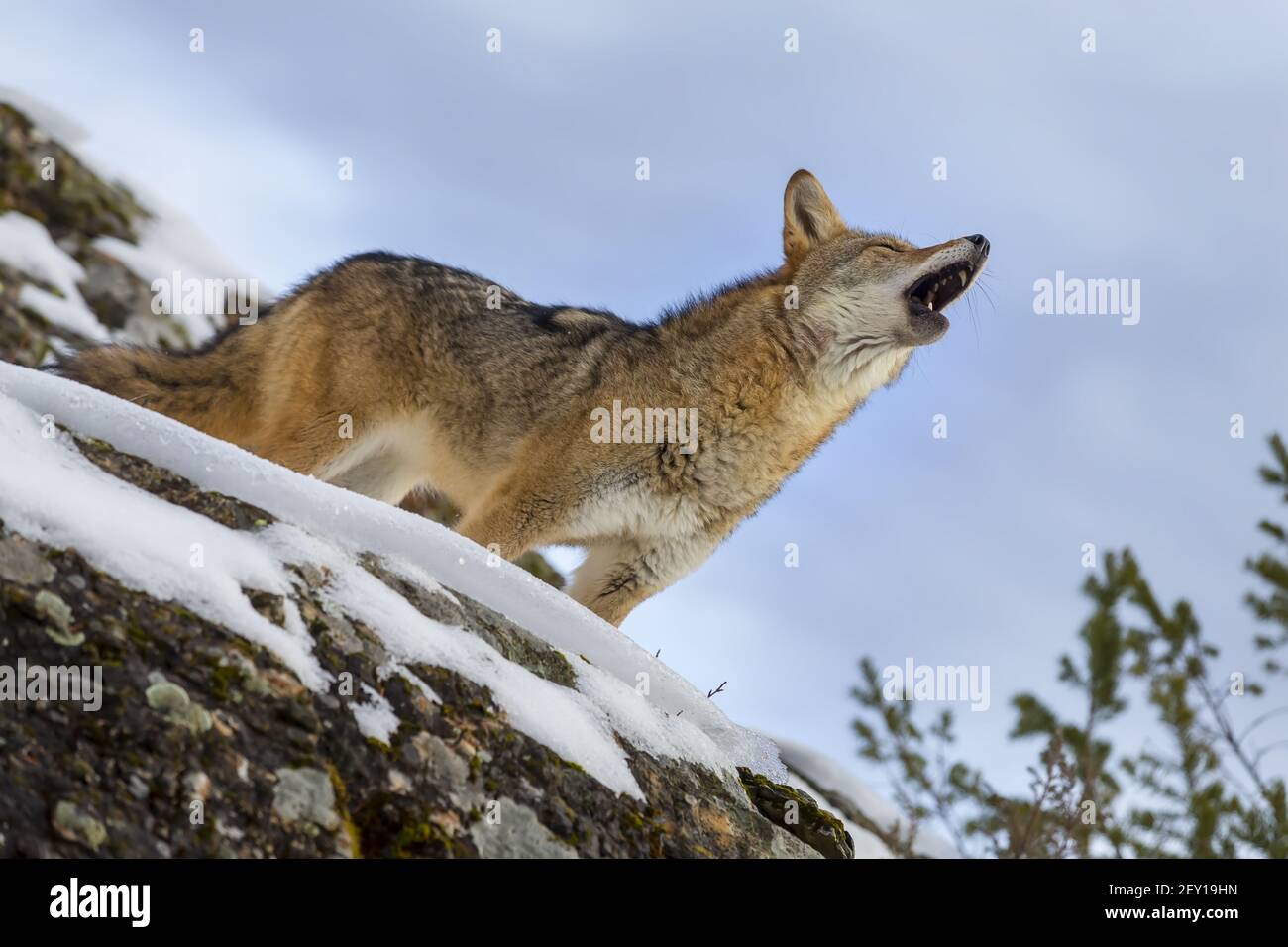 Coyote family hi-res stock photography and images - Alamy