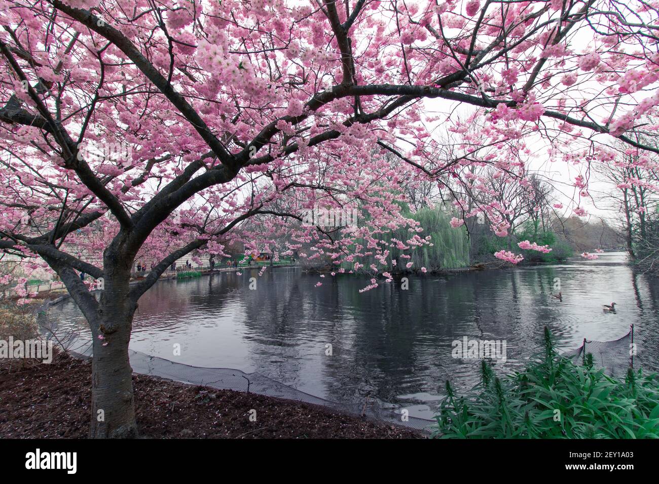 Realistic cherry blossom hi-res stock photography and images - Alamy