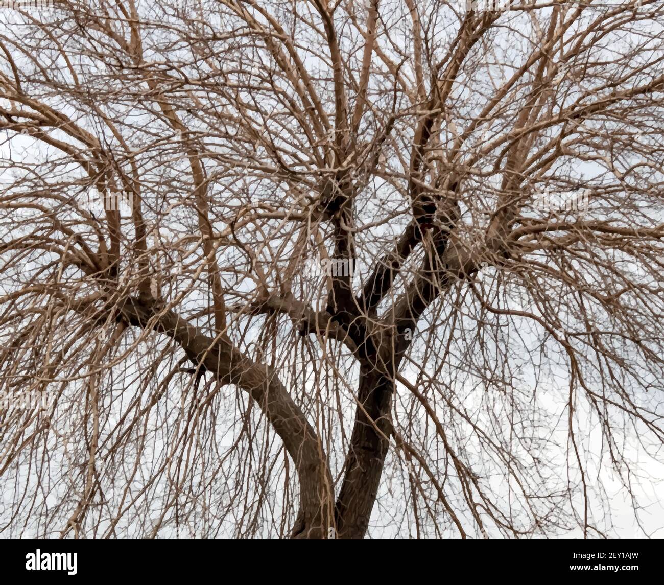 Leafless trees in forest Stock Vector Images - Alamy