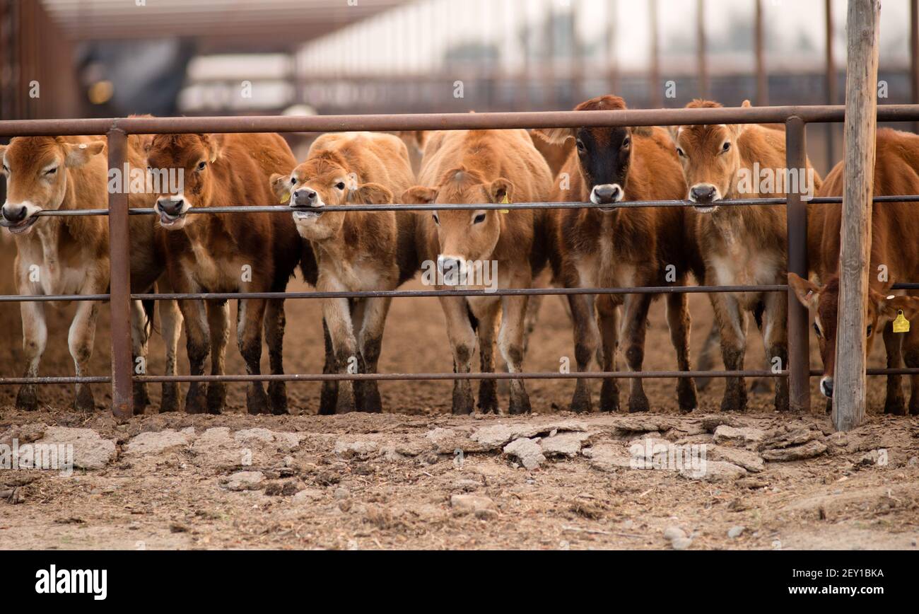 Cattle Chewing Knawing Metal Fence Rail Farm Ranch Livestock Stock ...