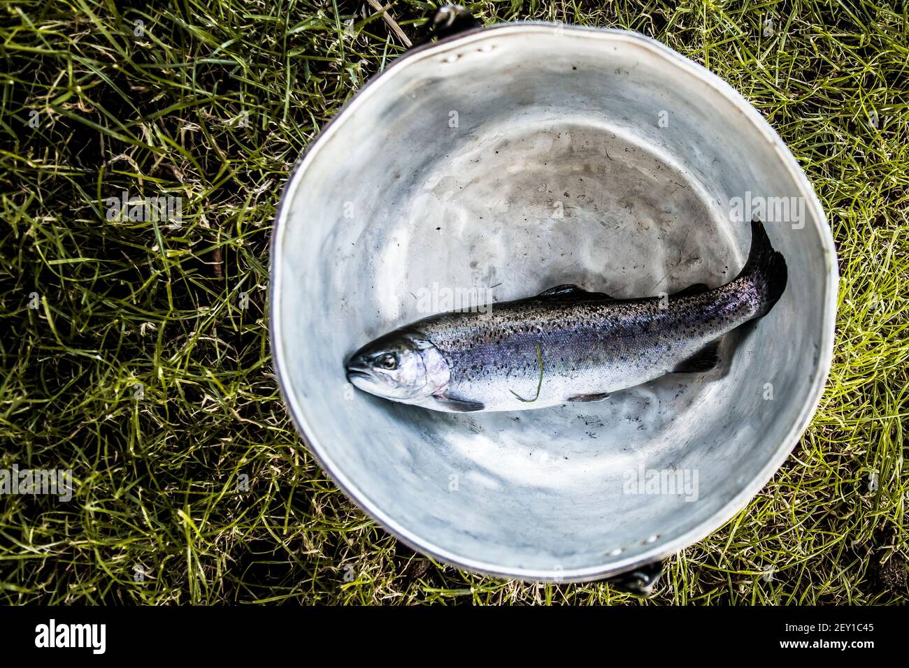 caught fish laying in a bowl outdoors Stock Photo - Alamy