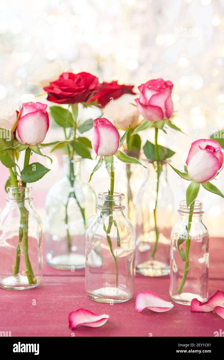 Fresh bright pink roses hi-res stock photography and images - Alamy