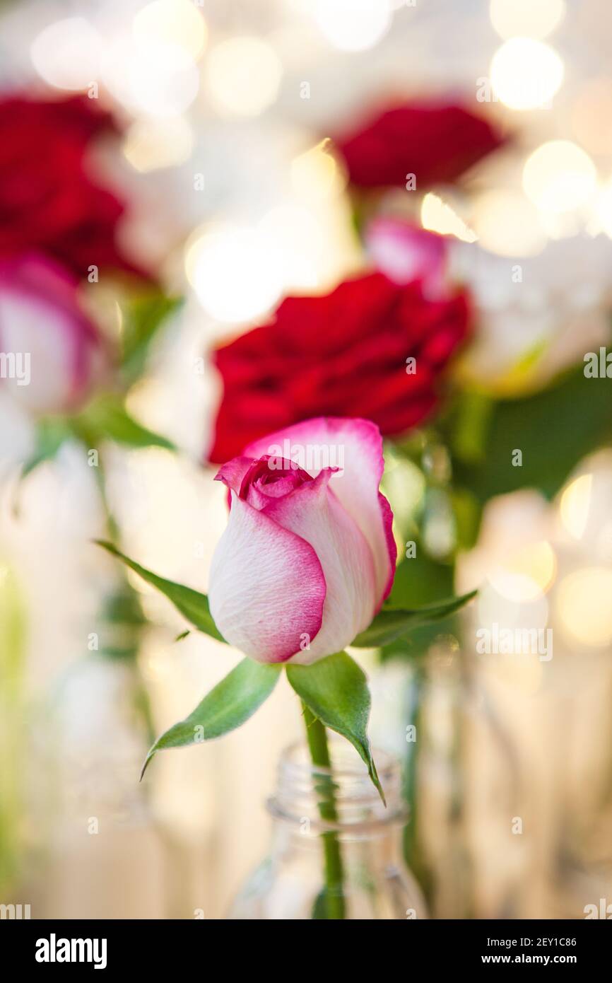 Rose lights hi-res stock photography and images - Alamy