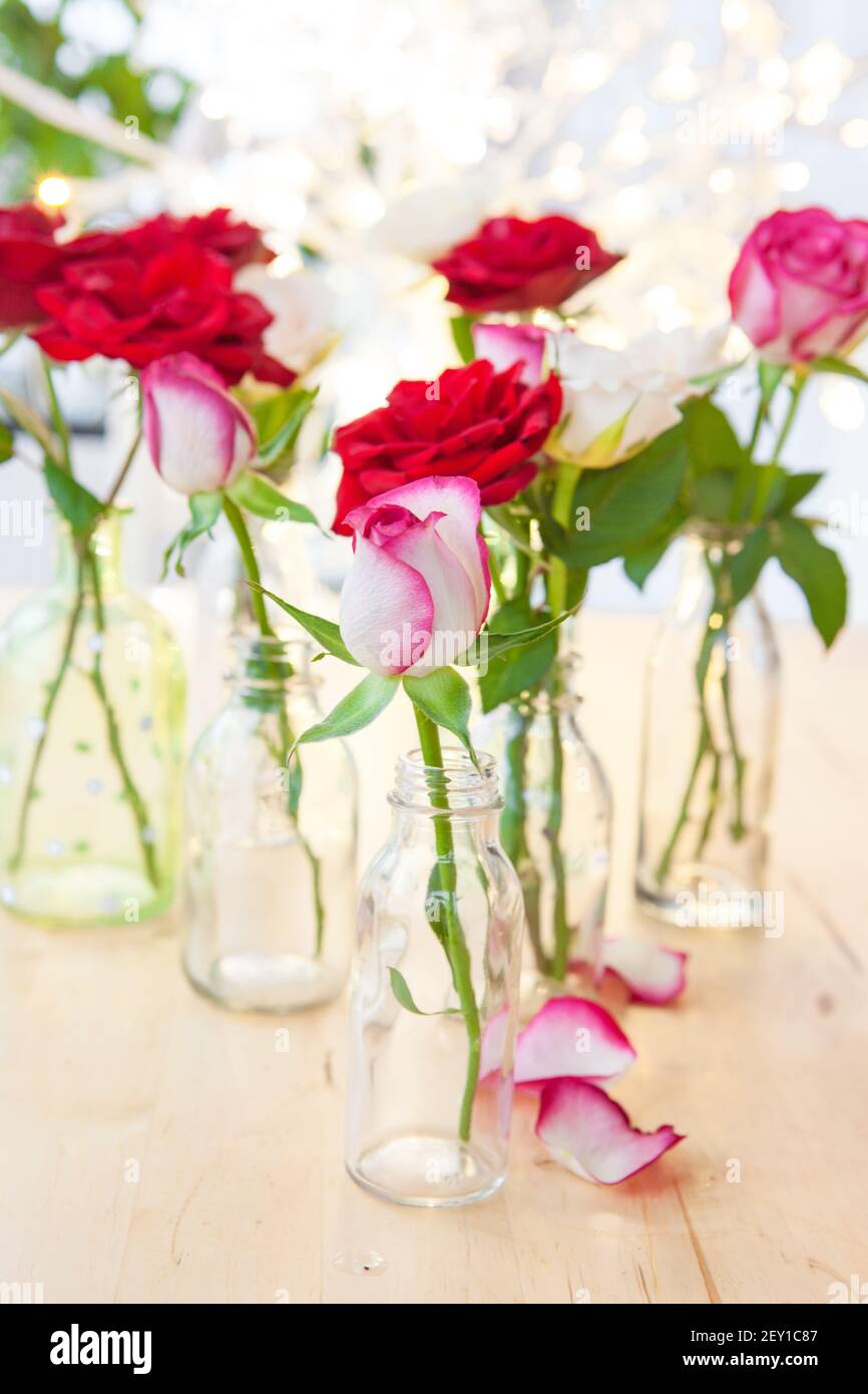 Fresh roses in front of bright lights Stock Photo - Alamy