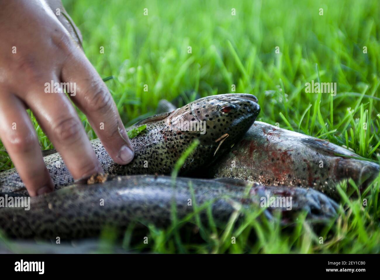Fish laying hi-res stock photography and images - Alamy