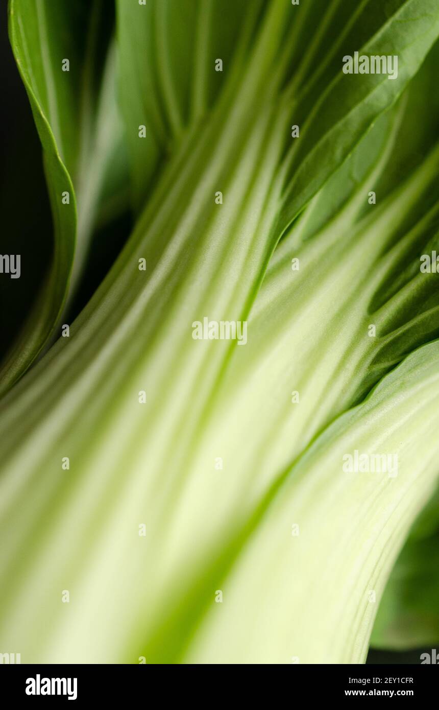 Detail of a pak choy leaves Stock Photo - Alamy