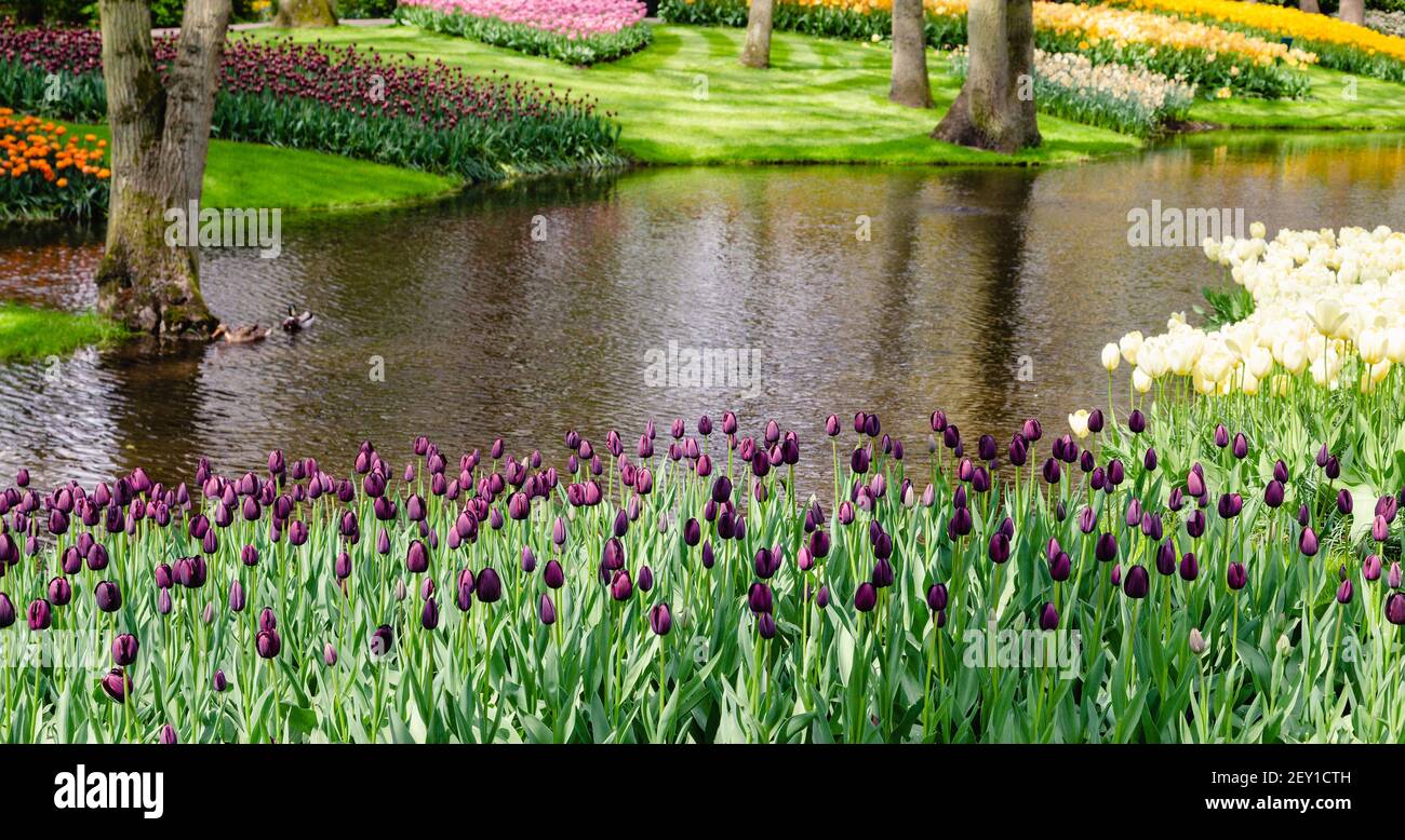 Blooming flowers in a Spring Formal Garden Stock Photo - Alamy