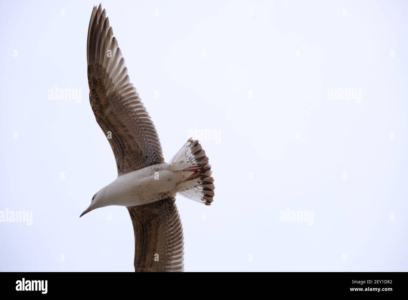 Big Seagull High Resolution Stock Photography and Images - Alamy