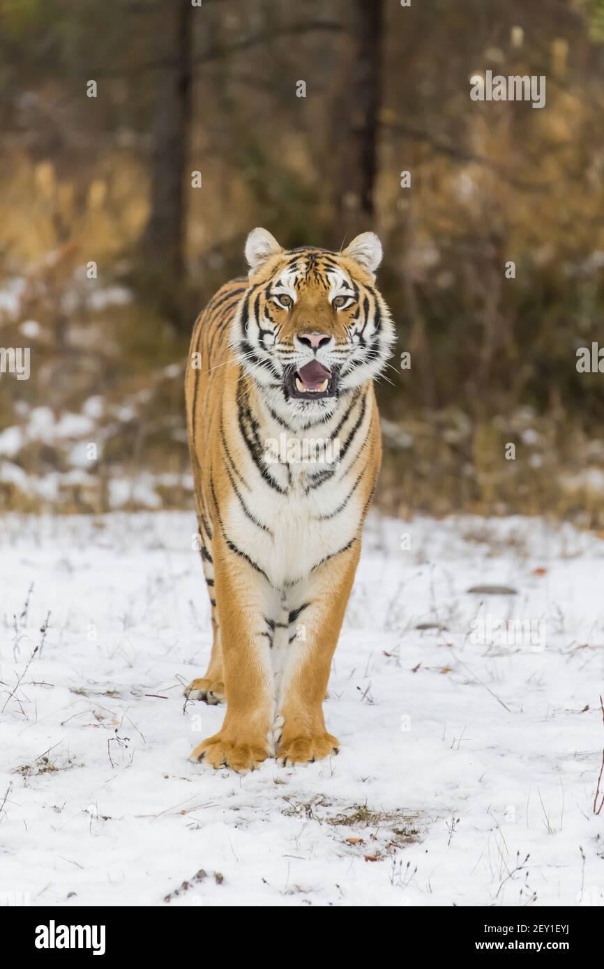 Angry tiger hi-res stock photography and images - Alamy
