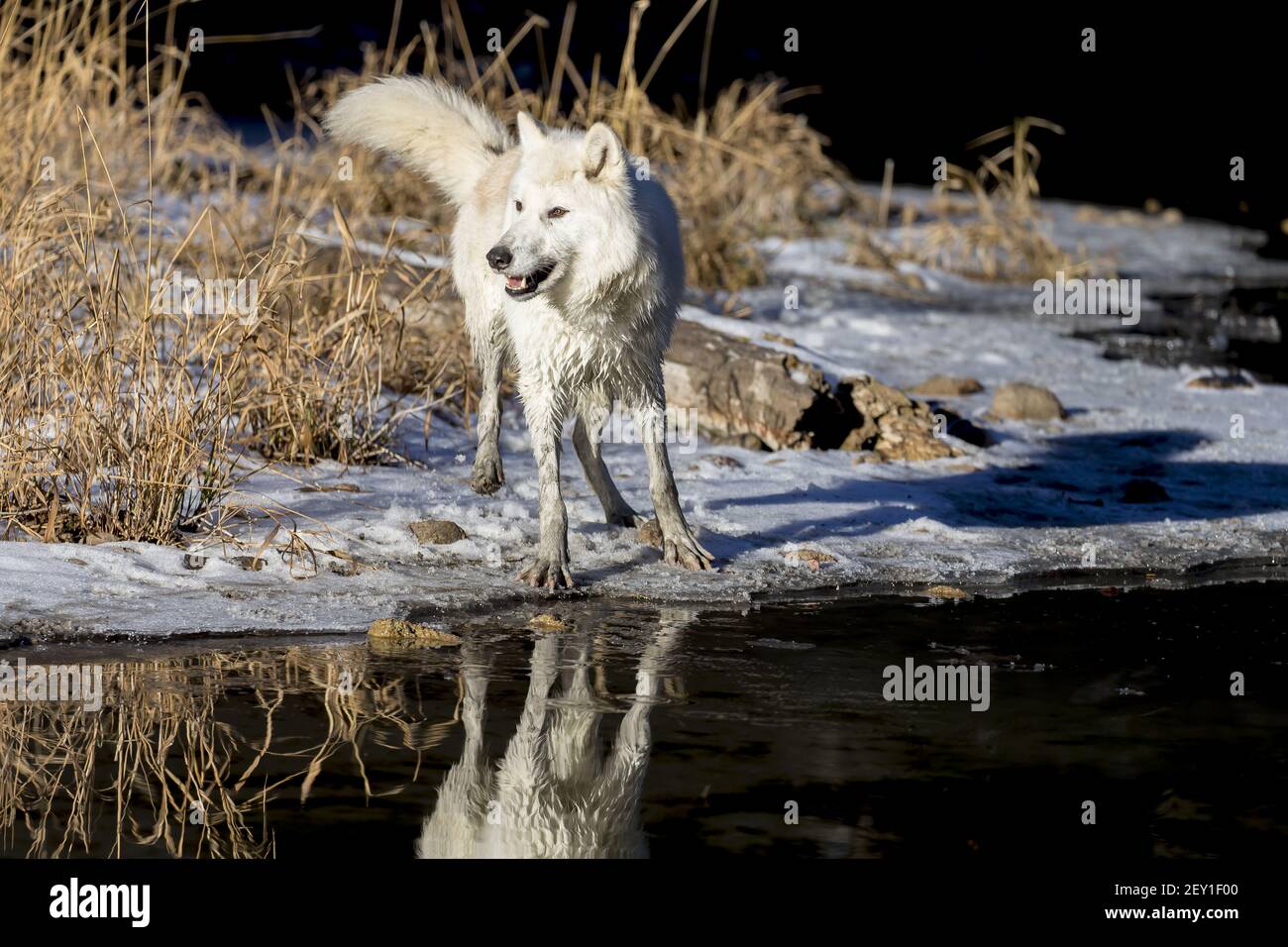 Arctic wolf pups hi-res stock photography and images - Alamy
