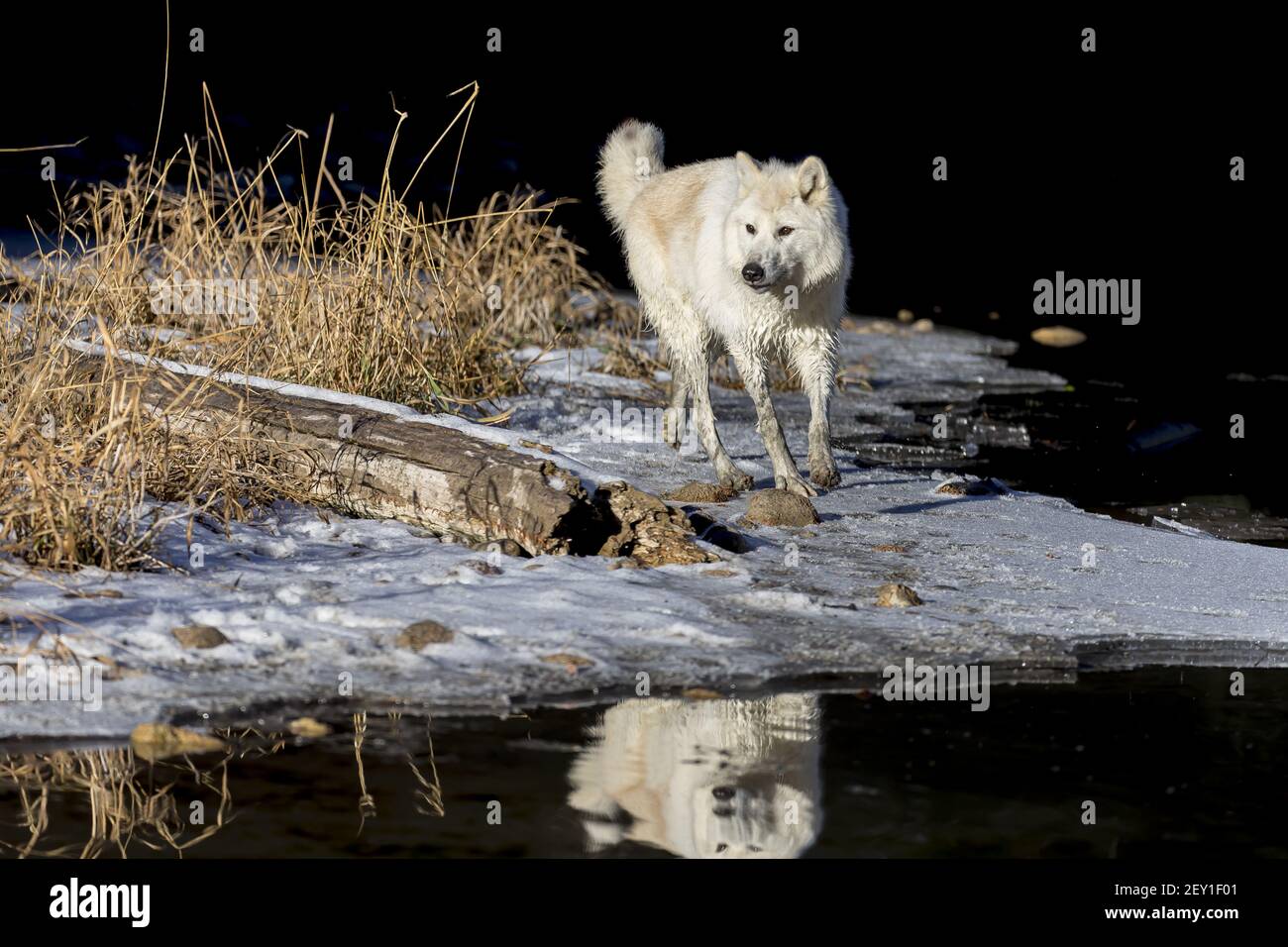 Arctic wolf pups hi-res stock photography and images - Alamy