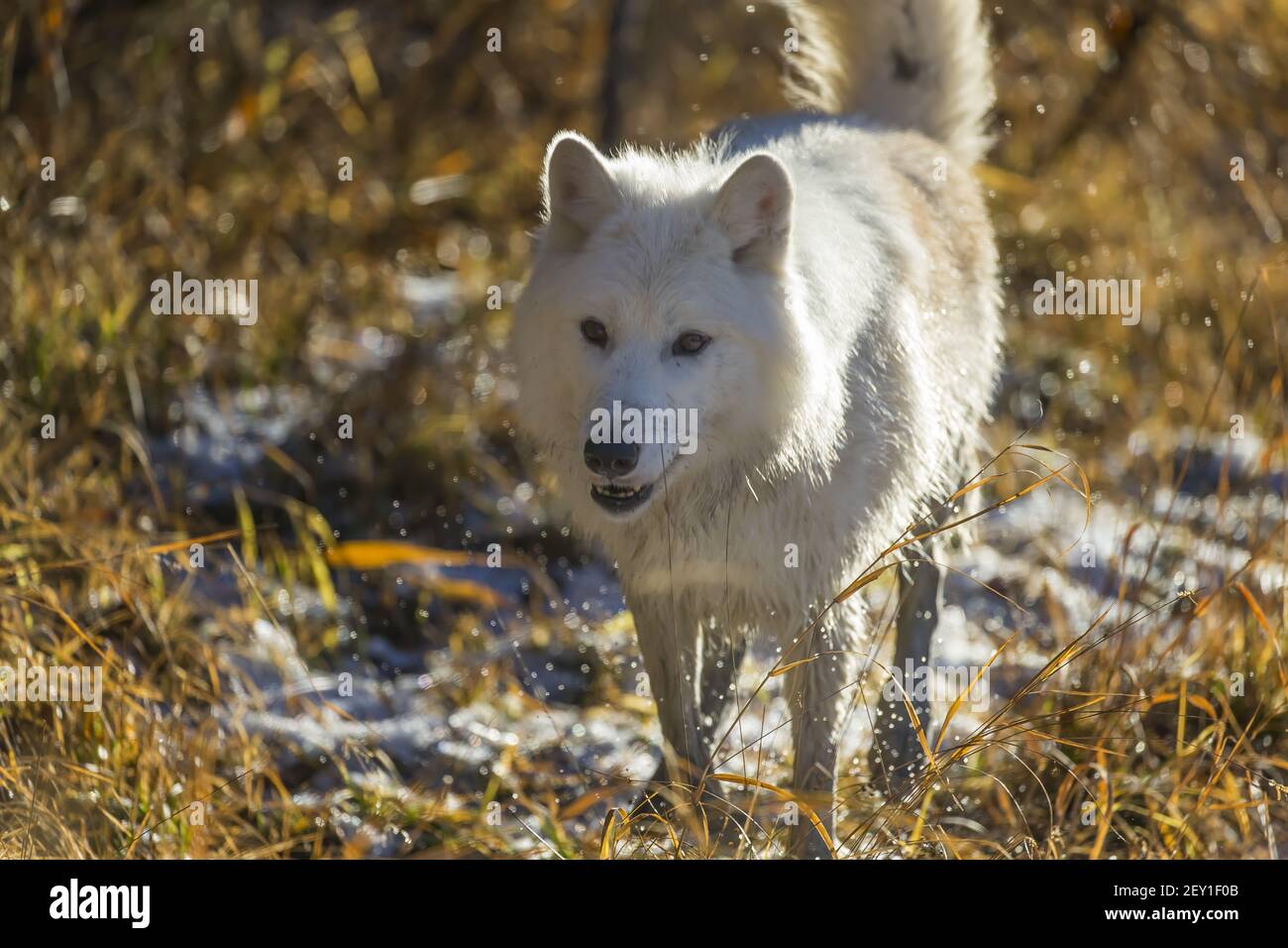 Arctic wolf pups hi-res stock photography and images - Alamy