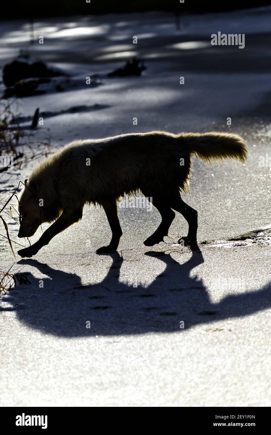 Arctic wolf pups hi-res stock photography and images - Alamy