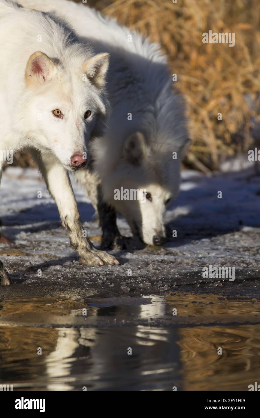 Arctic wolves hi-res stock photography and images - Alamy