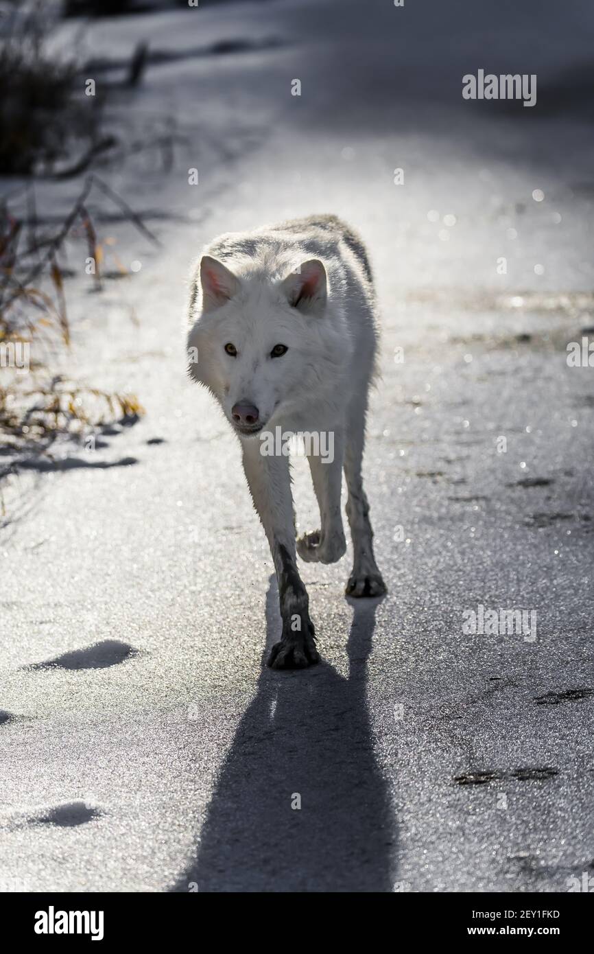 Arctic wolves hi-res stock photography and images - Alamy
