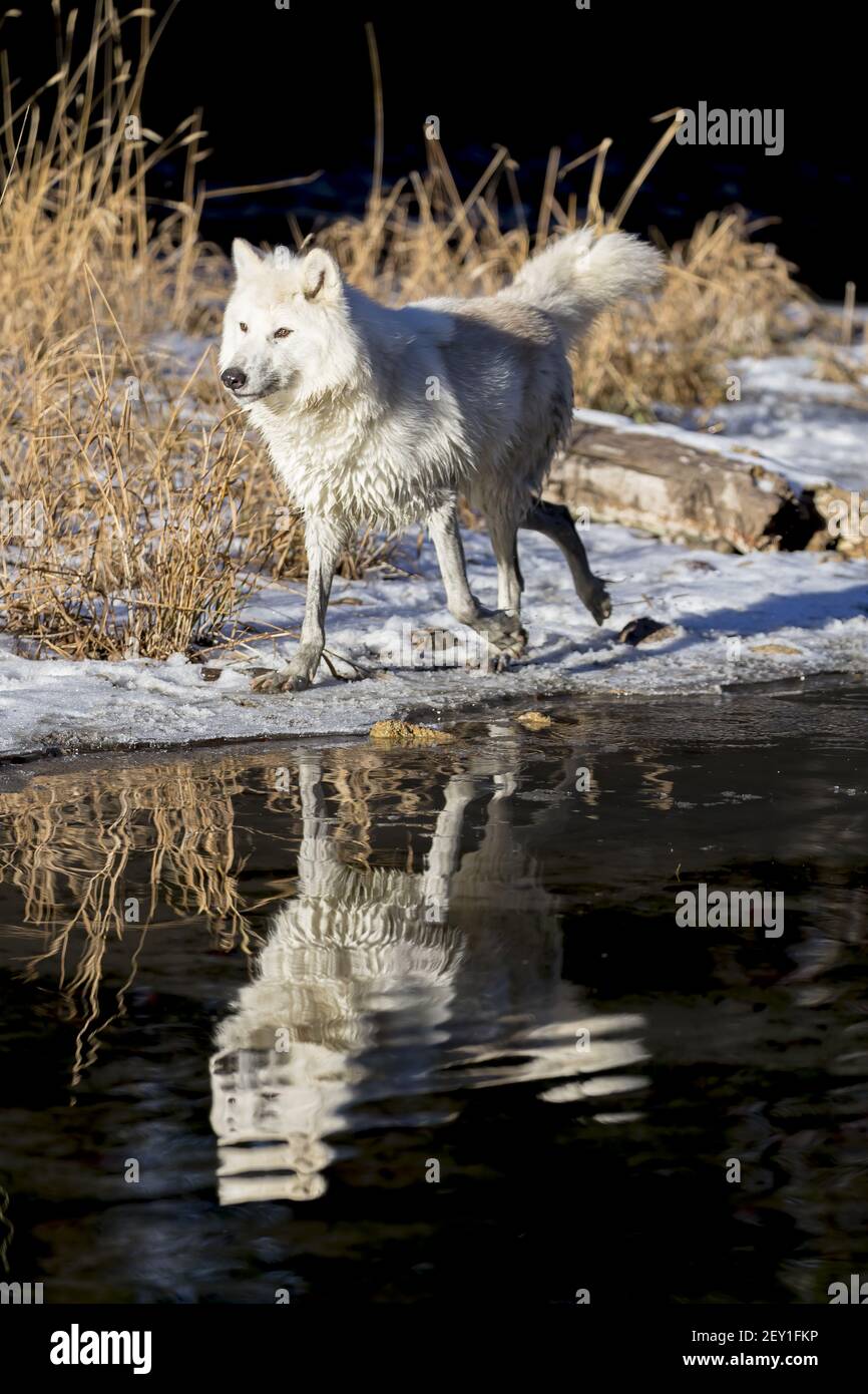Arctic wolves hi-res stock photography and images - Alamy
