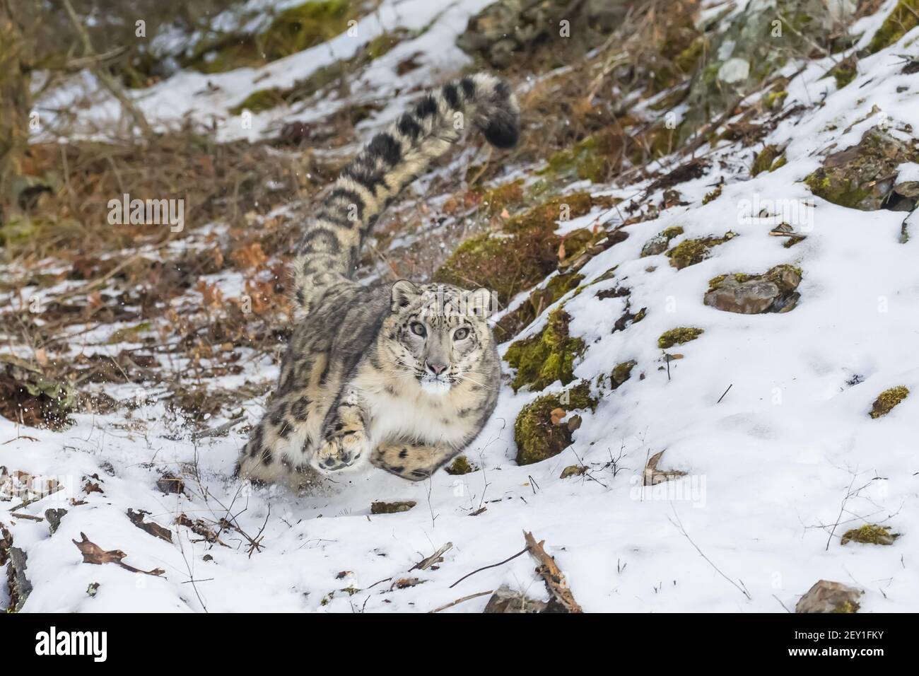 Snow leopard wild adorable hi-res stock photography and images - Alamy