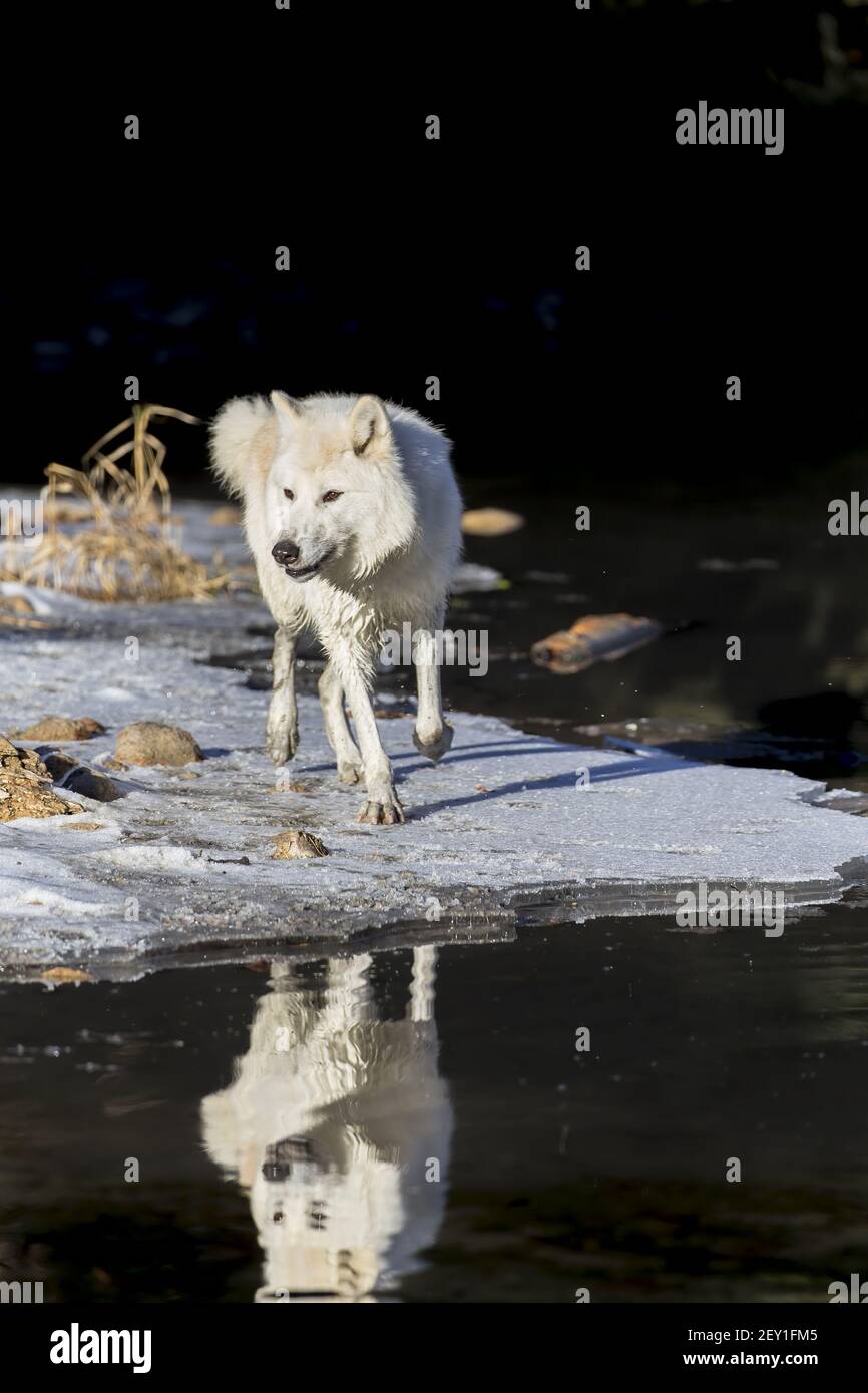 Arctic wolf pups hi-res stock photography and images - Alamy