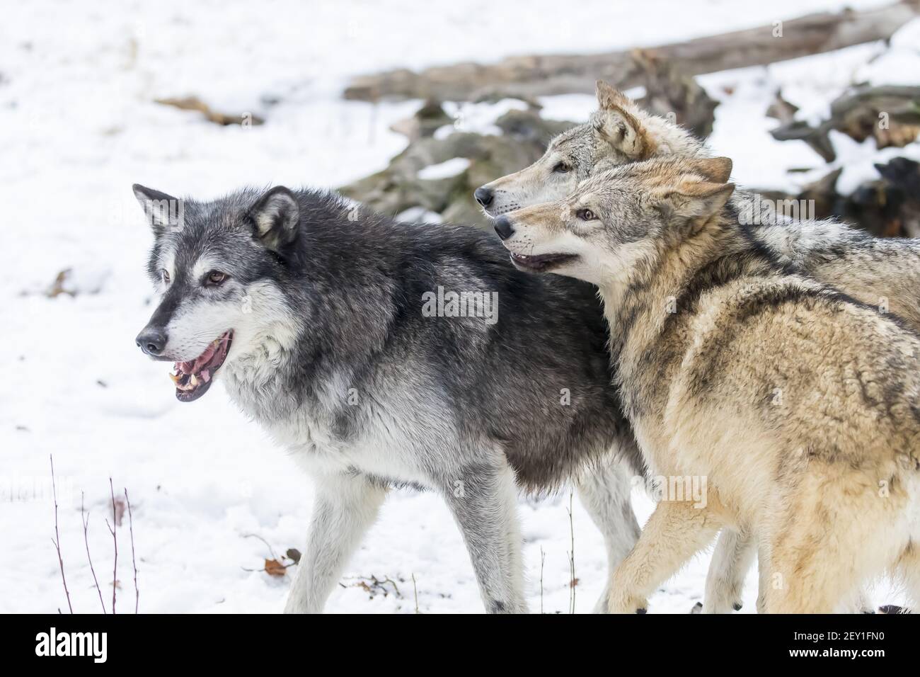 Tundra wolves hi-res stock photography and images - Alamy