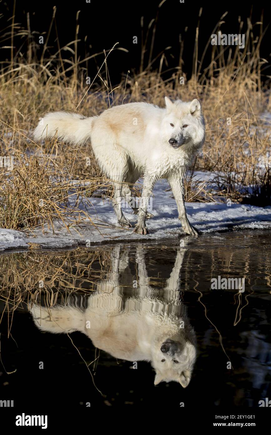 Canadian wolves family hi-res stock photography and images - Alamy
