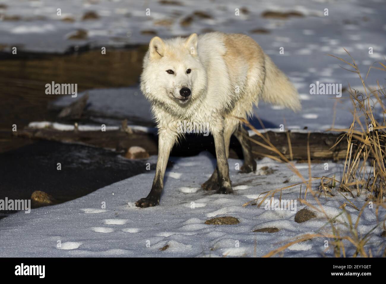 Arctic wolf pups hi-res stock photography and images - Alamy