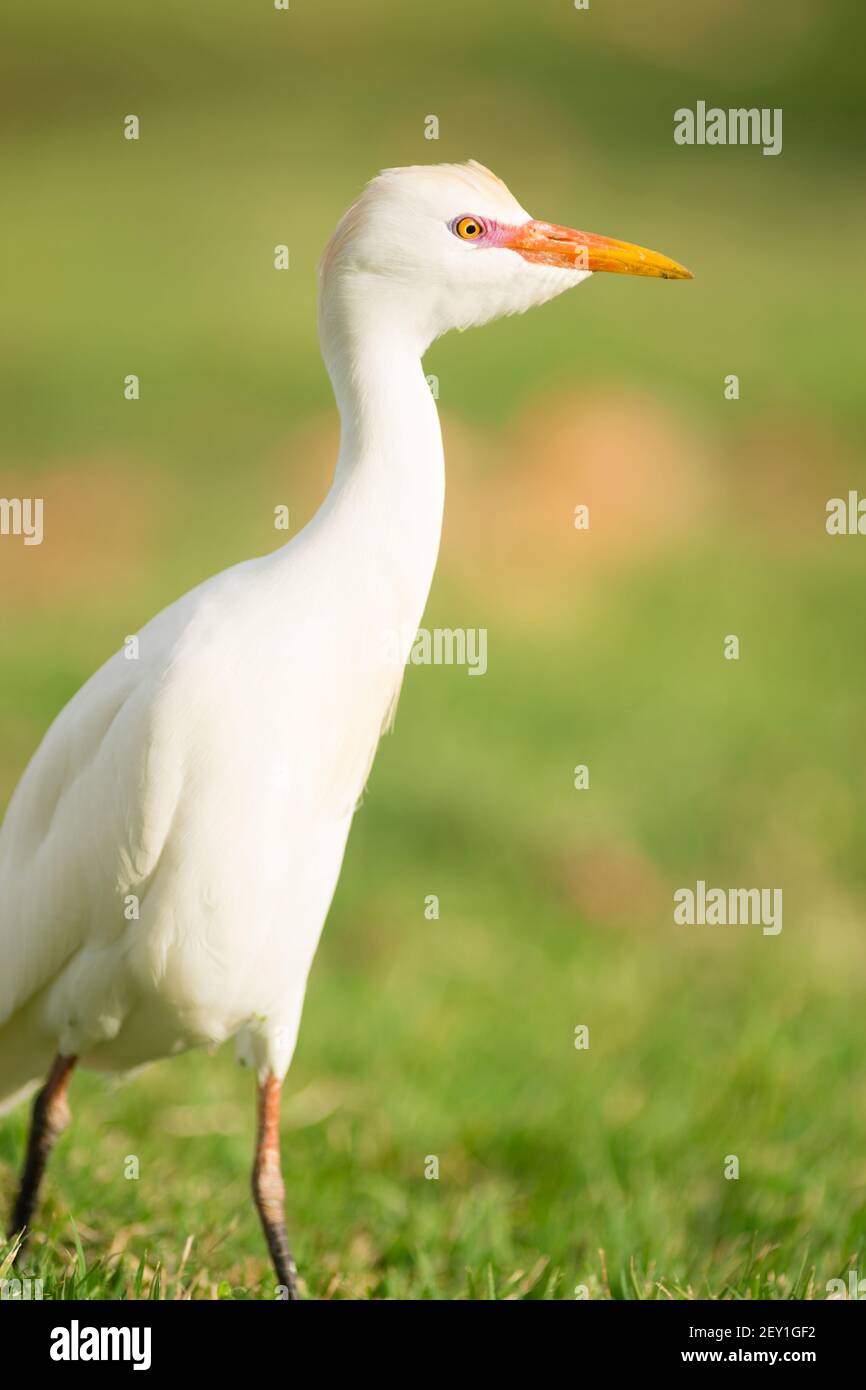 Wild Bird Cattle Egret Oahu Haiwaii Native Animal Wildlife Stock Photo ...