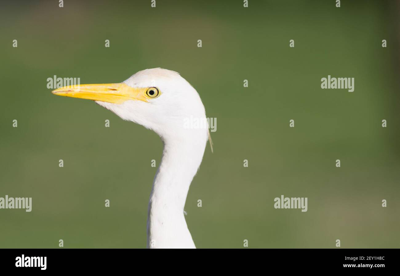Wild Bird Cattle Egret Oahu Haiwaii Native Animal Wildlife Stock Photo ...