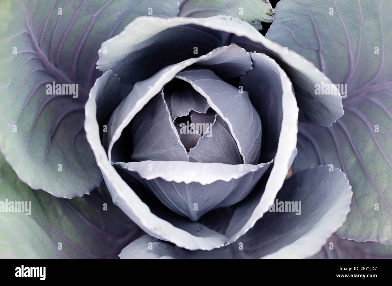Growing red cabbage plant in the garden. Top view Stock Photo - Alamy
