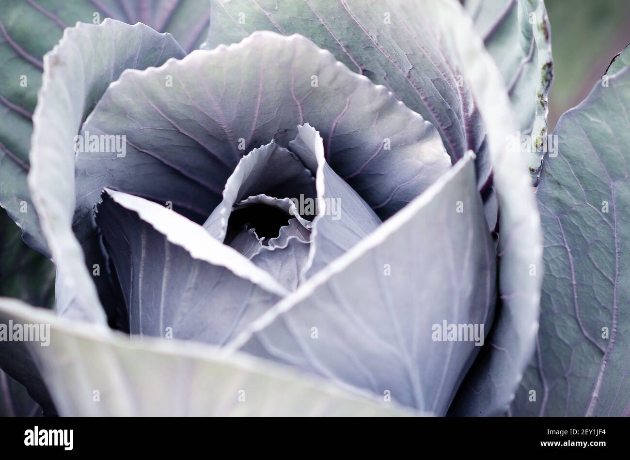 Growing red cabbage plant in the garden Stock Photo - Alamy
