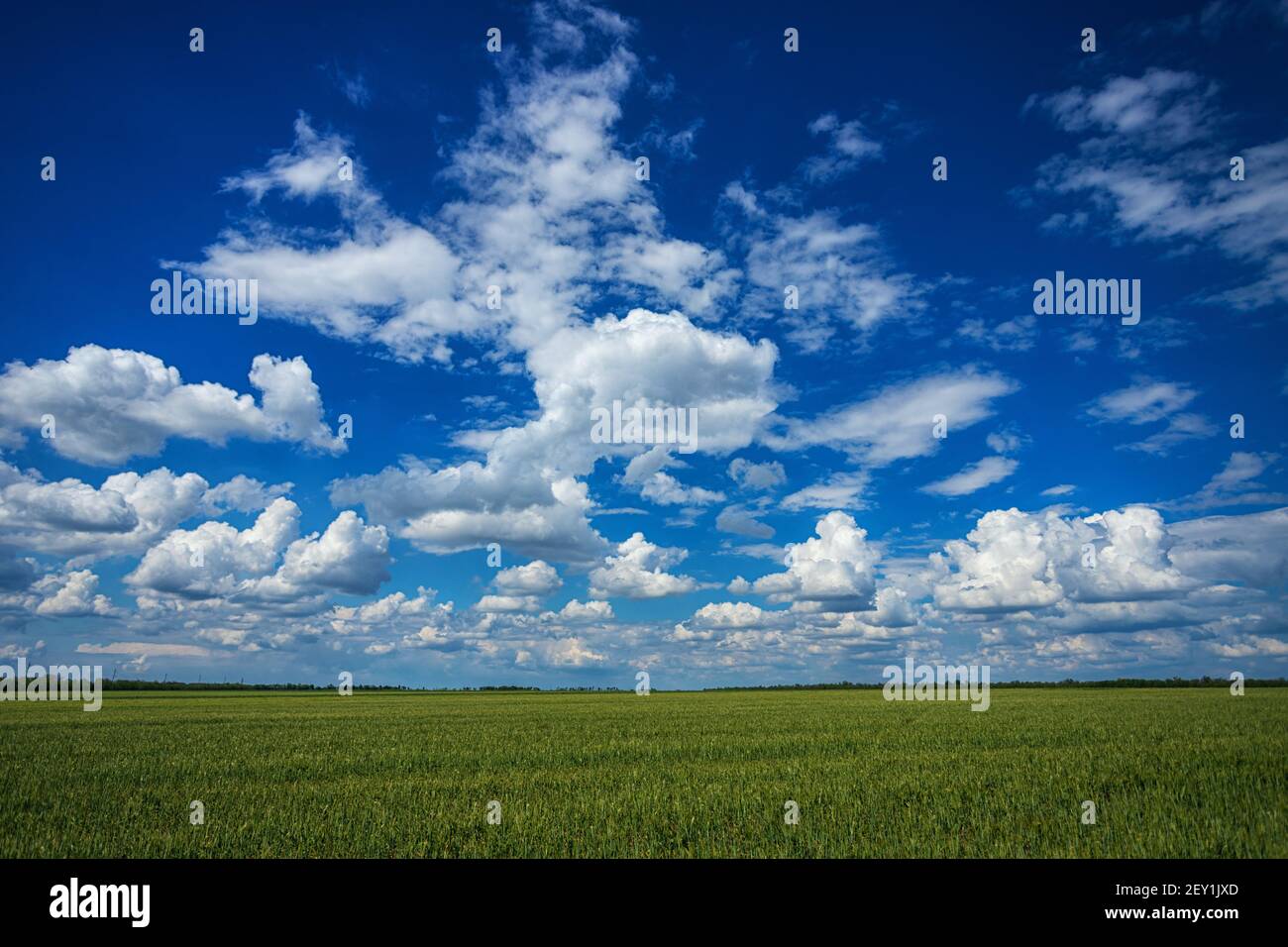 Green spring field against a blue sky with beautiful white clouds Stock ...