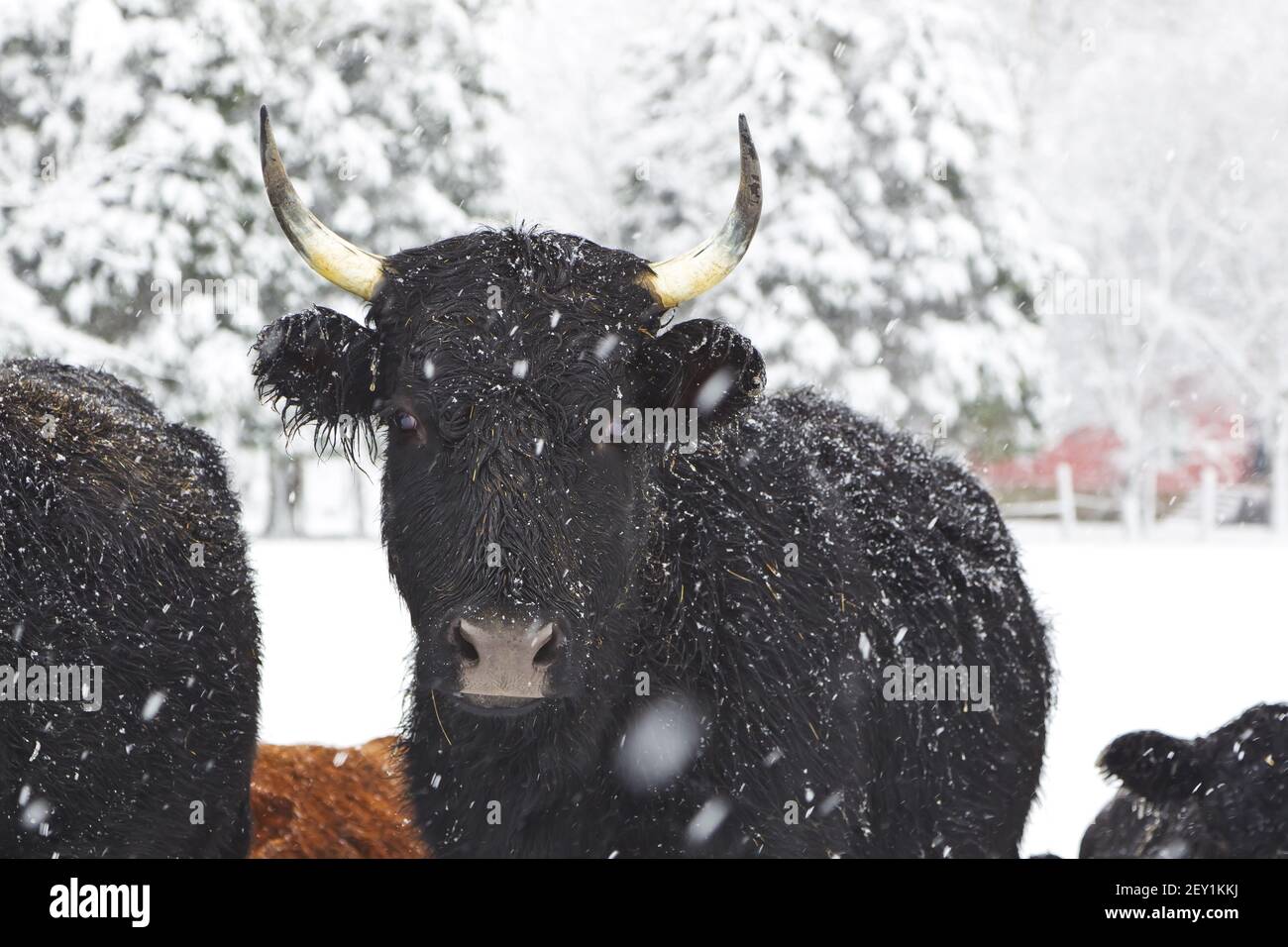 Cool cows hi-res stock photography and images - Alamy