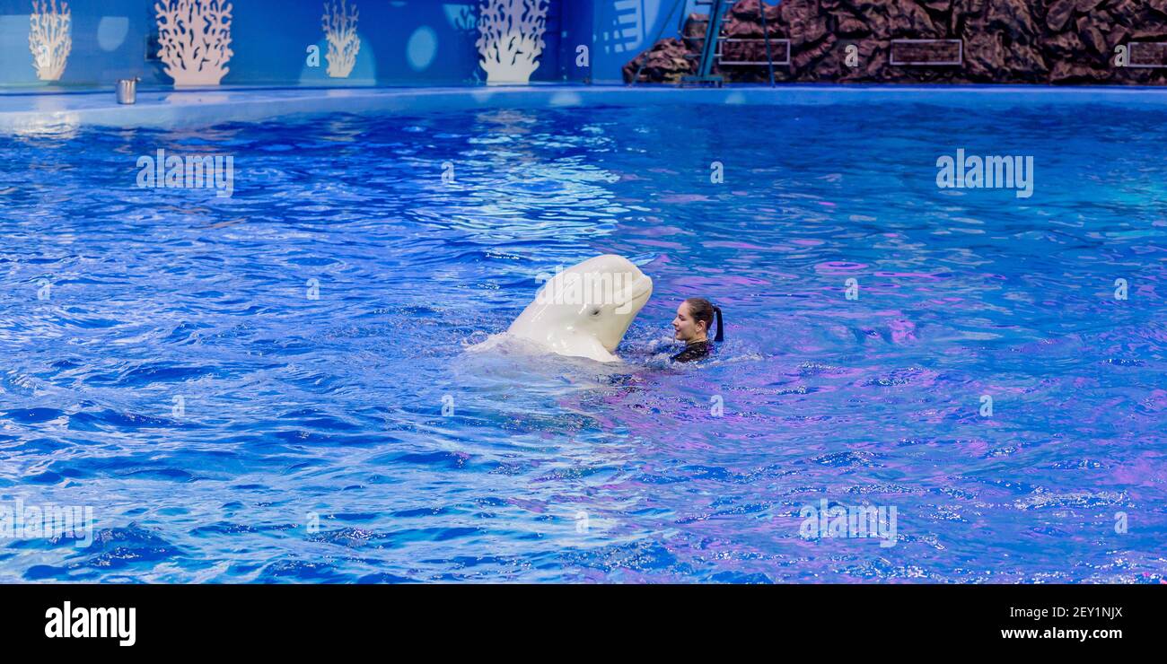 Russia, Vladivostok, 01/04/2021. Performance of beluga whale and pretty ...