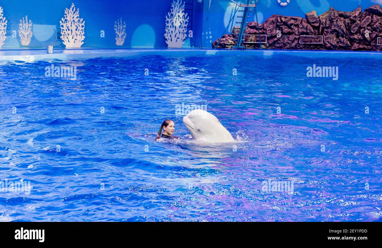 Russia, Vladivostok, 01/04/2021. Performance of beluga whale and pretty ...