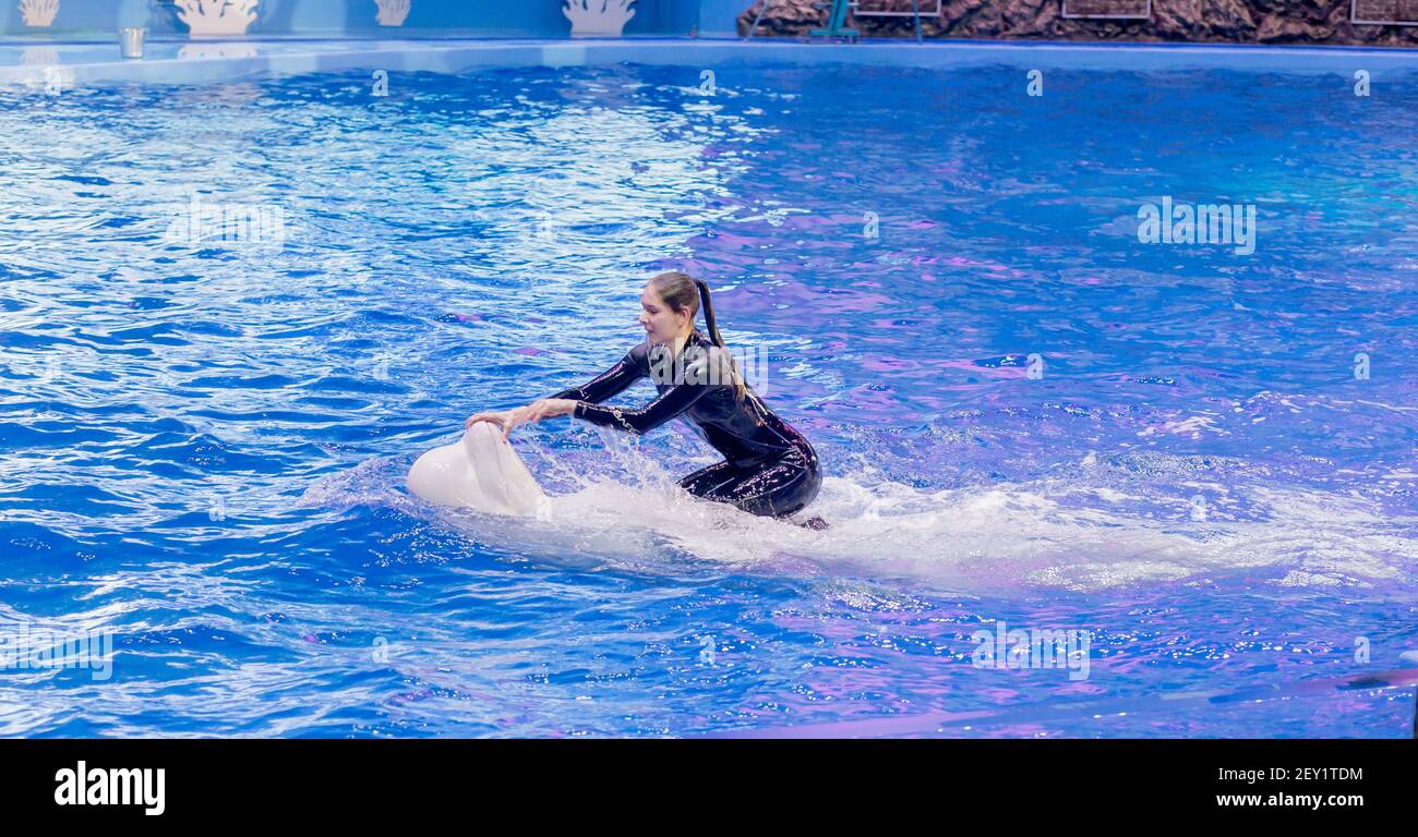 Russia, Vladivostok, 01/04/2021. Performance of beluga whale and pretty ...